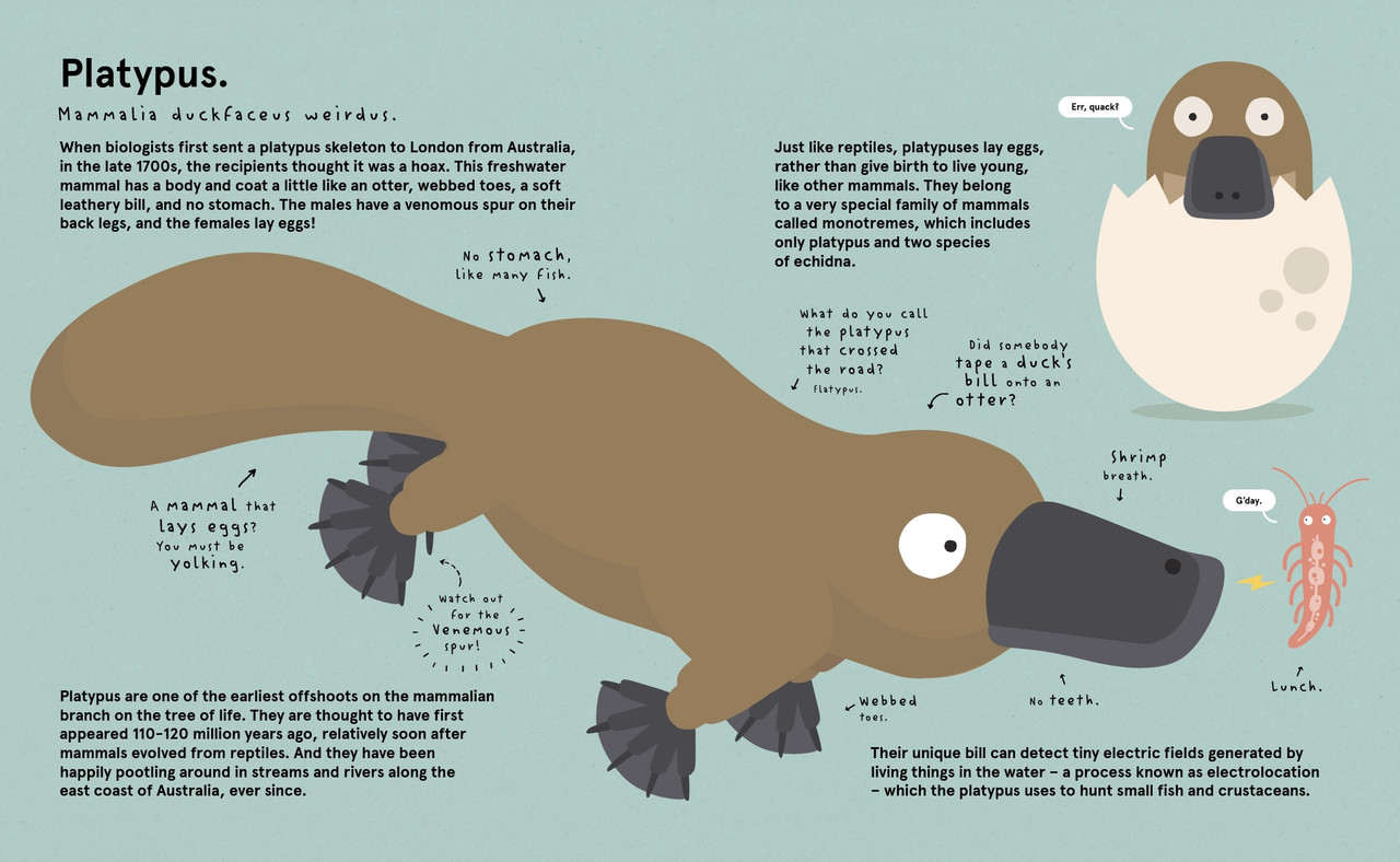 The World’s Most Pointless Animals – Philip Bunting – Schizanthus Nerd