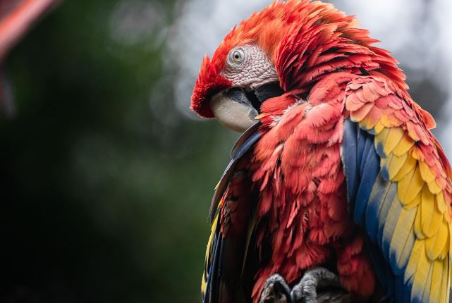Can Macaws Talk? Exploring Macaw Vocalizations - Parrot Expert Can Macaws Talk? Exploring Macaw Vocalizations - Parrot Expert