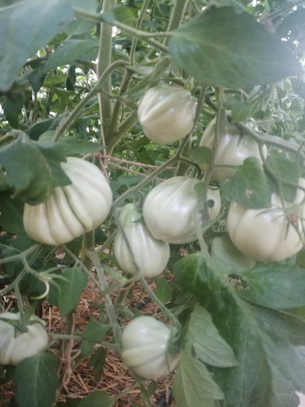 IMG 20240625 054621 — Postimages