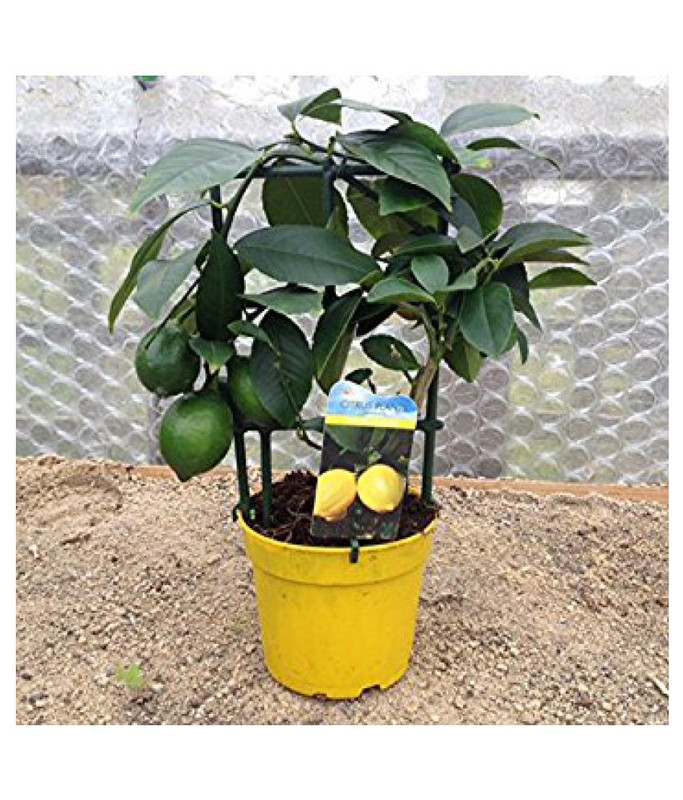 sj stocks (15) — Postimages