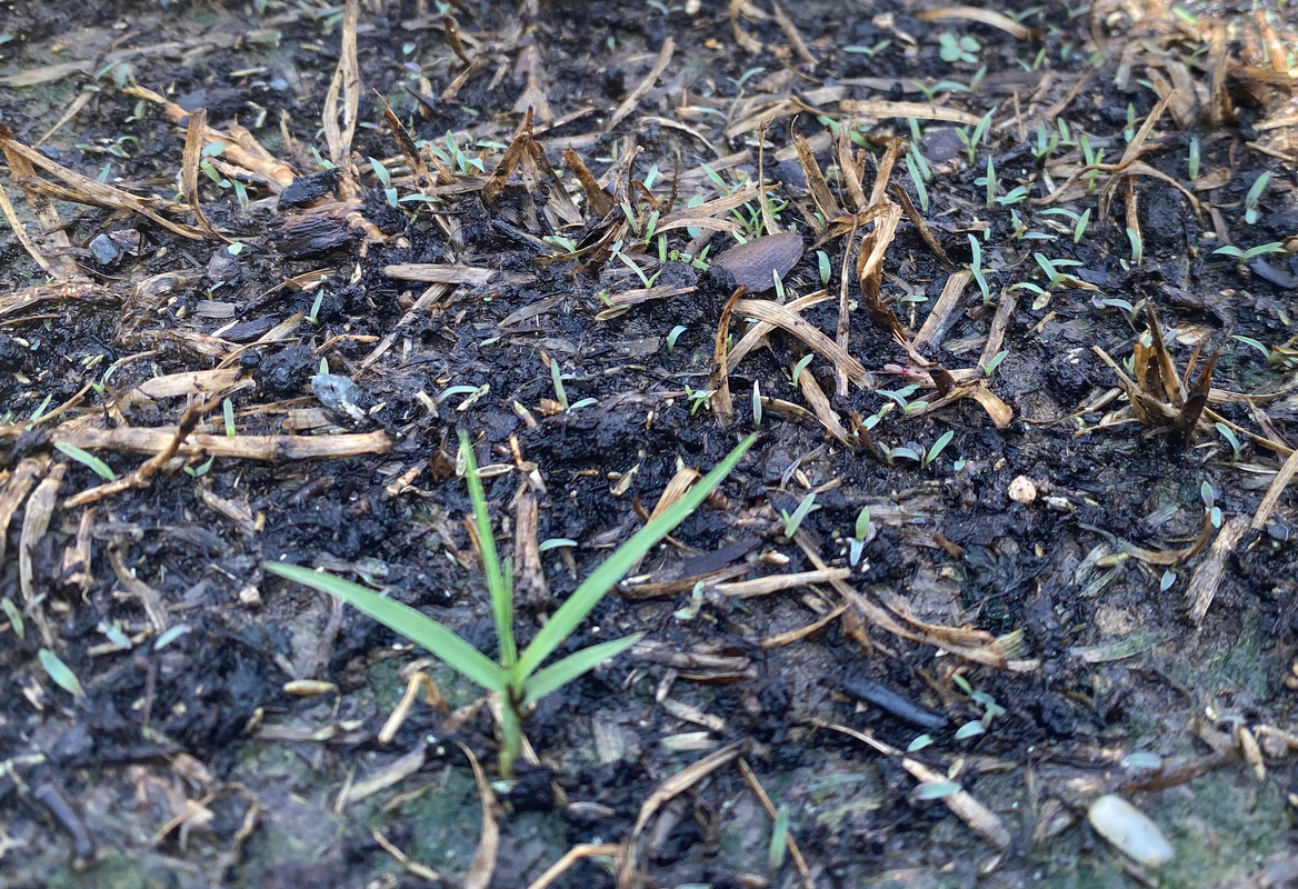 Normal Germination Rate for Bermuda?? | Lawn Care Forum