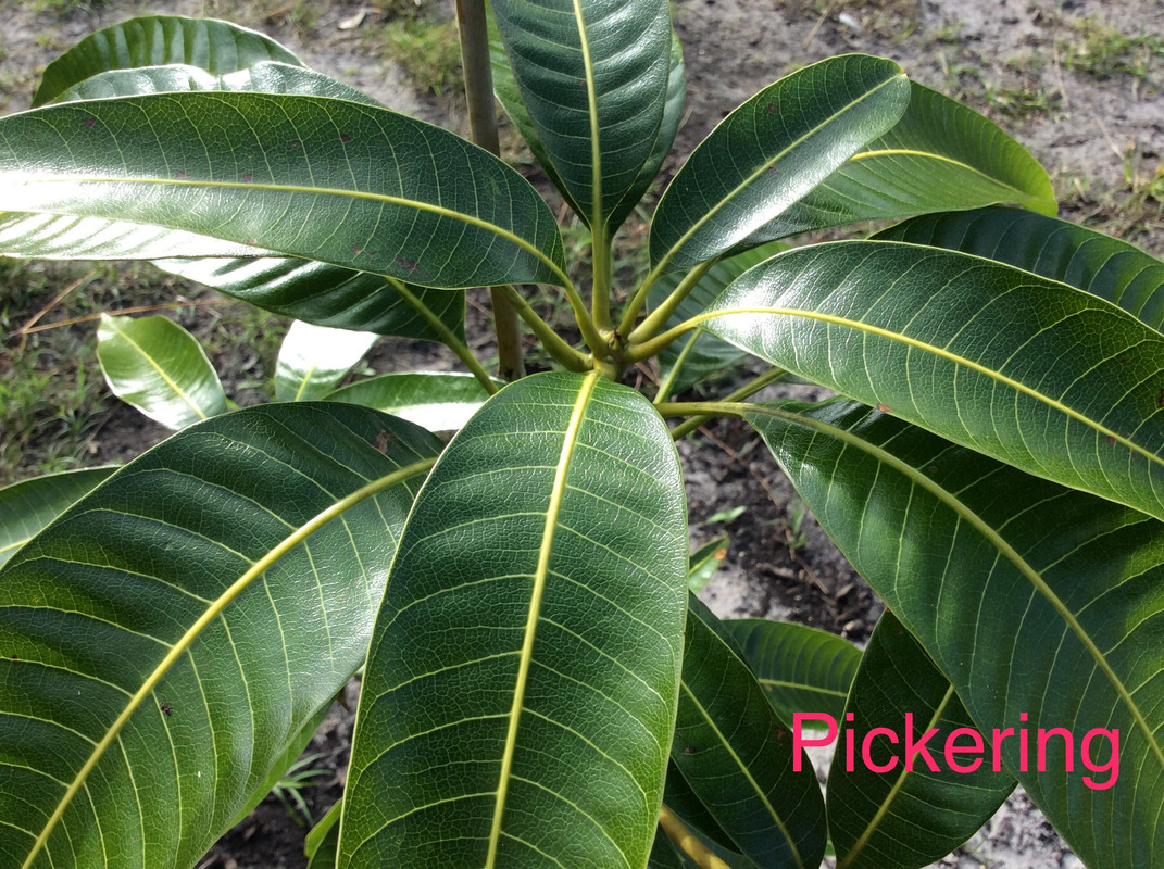 IMG 2986 — Postimages