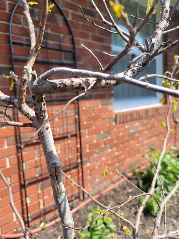 Is this canker? Young Red Bud tree | Lawn Care Forum