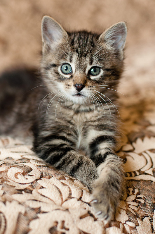 kitty 158 — Postimages