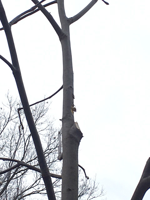 Need advice for pruning tree with 2 competing leaders | Lawn Care Forum