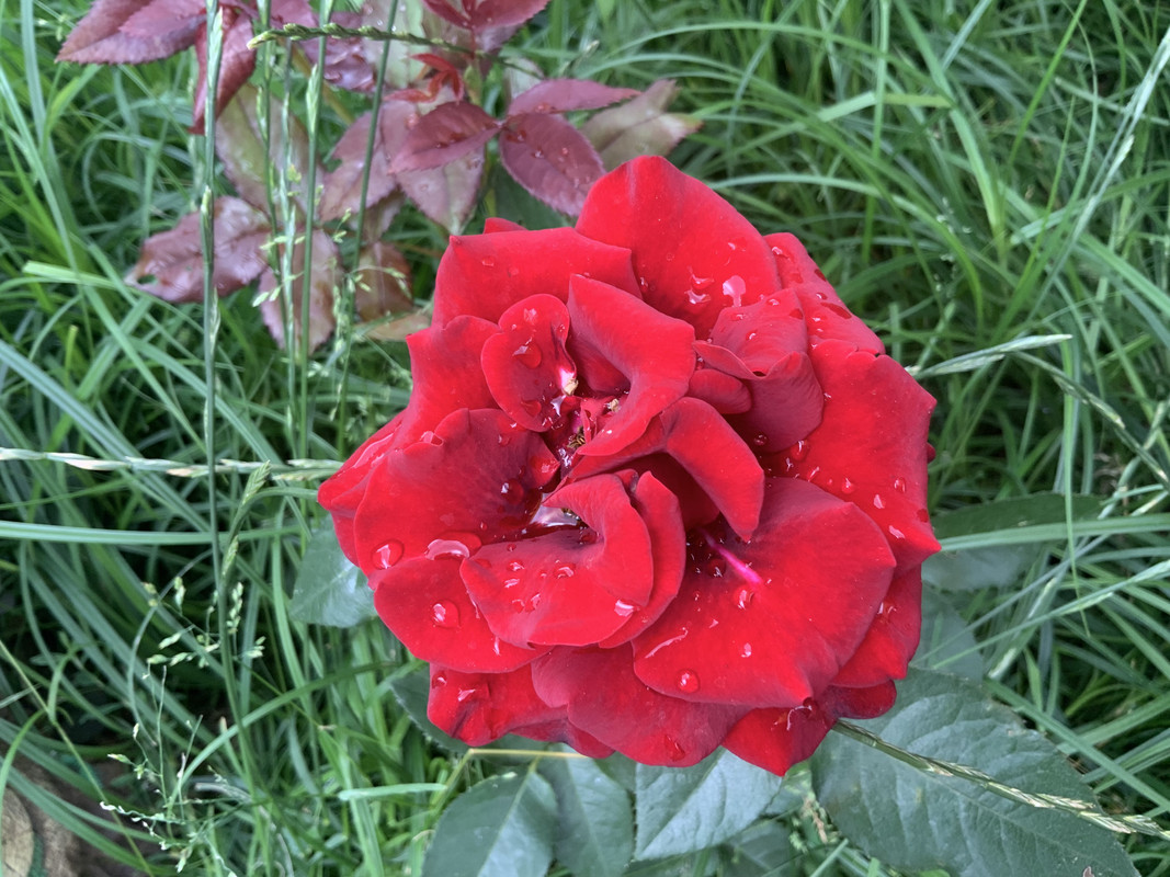 IMG 0247 — Postimages