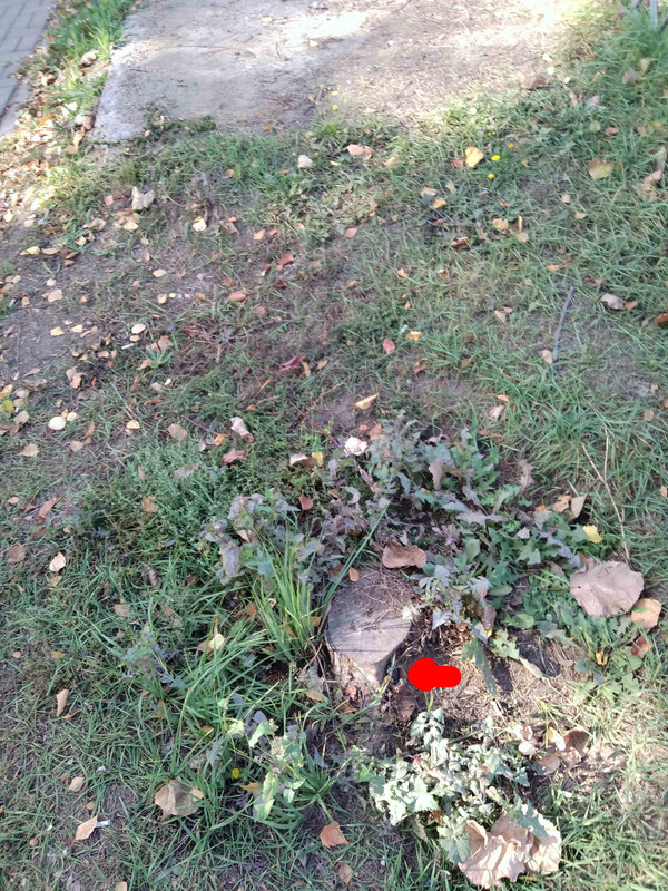 a9742cefac5a29109aa70d308479e4e2 — Postimages