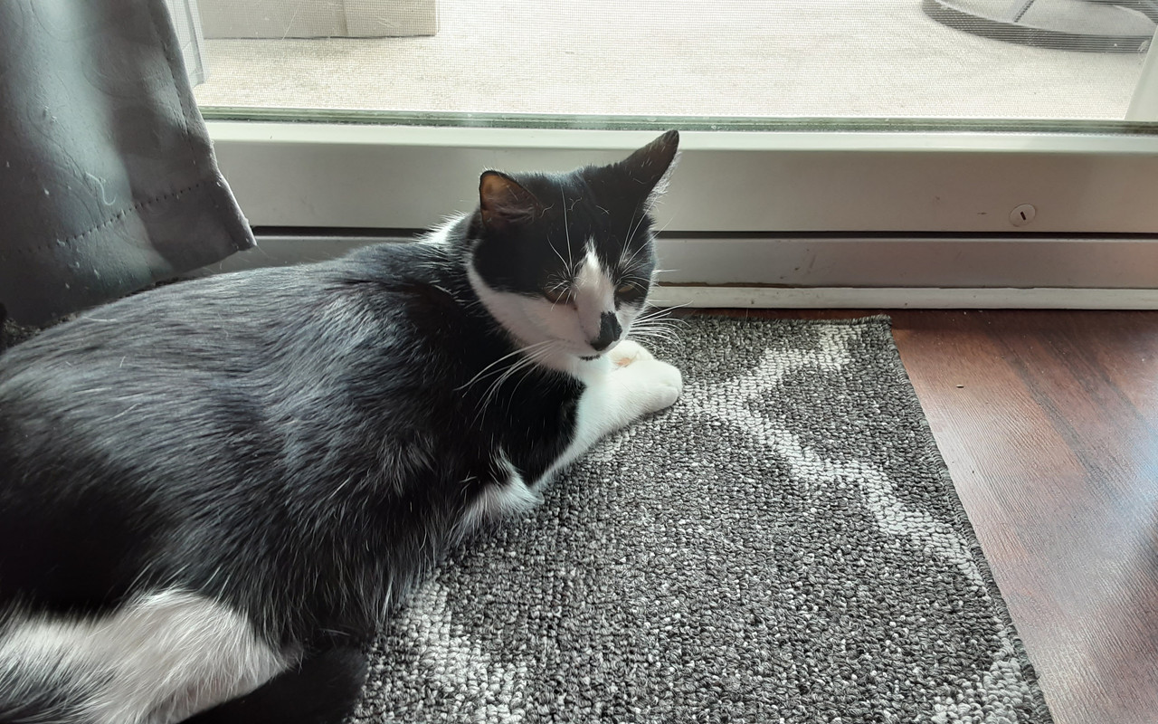 PMC Cats Clan on Planet Minecraft