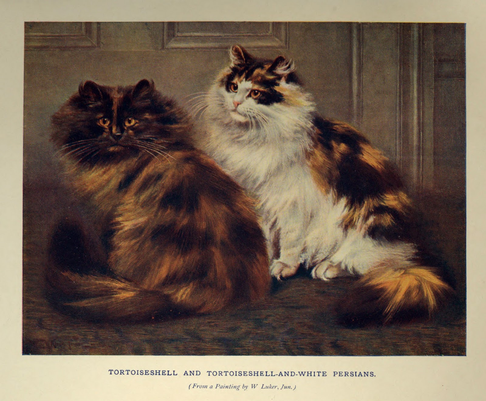 06 The book of the cat 09 — Postimages