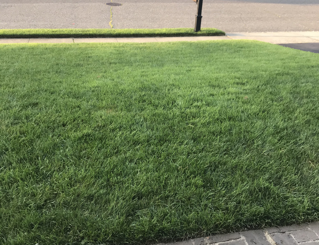 Light green grass | Lawn Care Forum