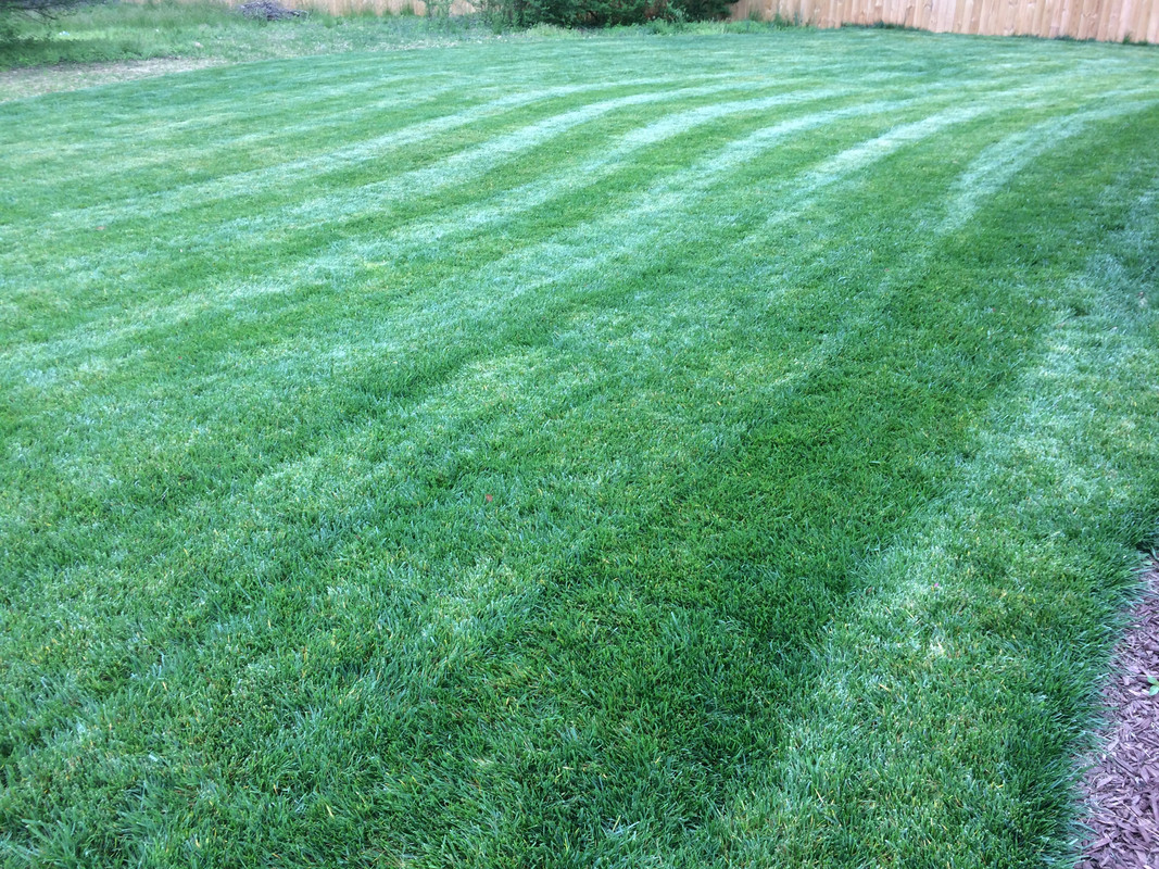 Fescue to Tiff Tuff bermuda | Lawn Care Forum