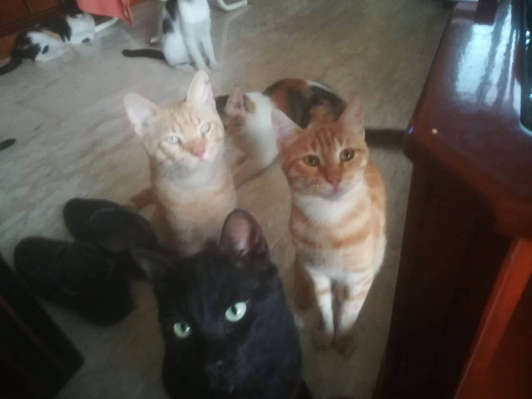 gatoi — Postimages