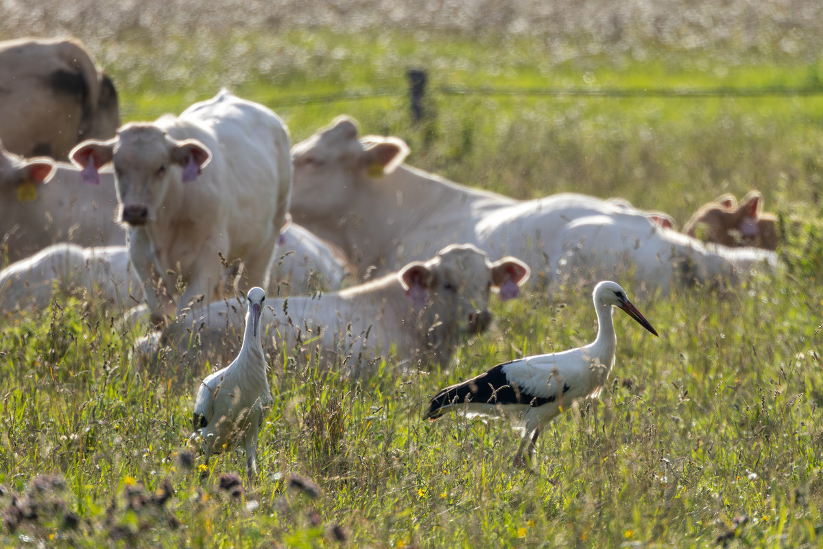 IMG 0123 Vylepsene NR — Postimages