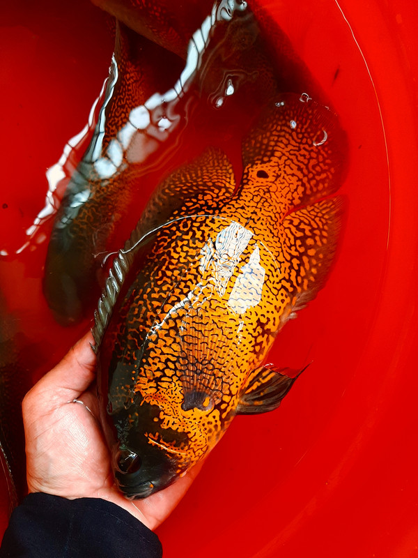 2023 12 07 10 24 19 424 — Postimages