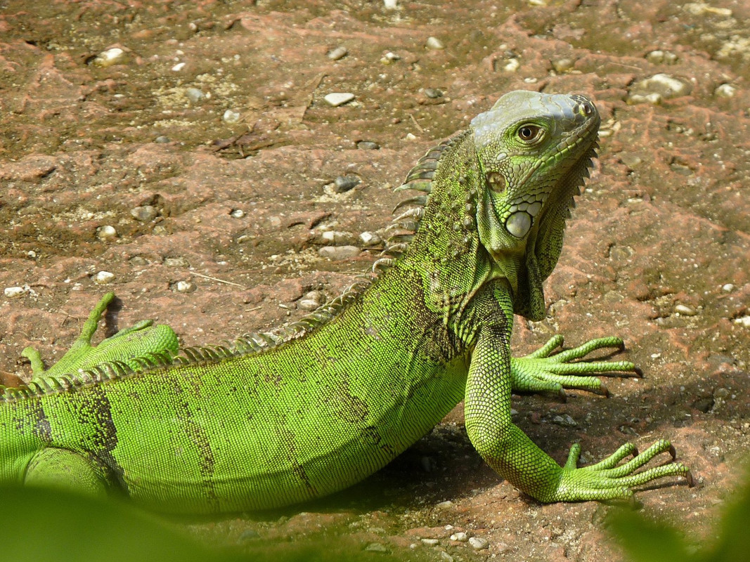 zoo33 — Postimages