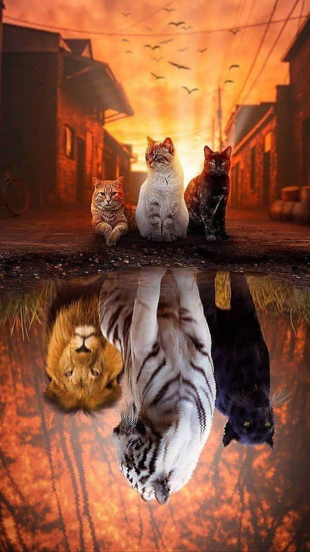 HD wallpaper cats animal big cats birds kitten reflection street tiger wild — Postimages