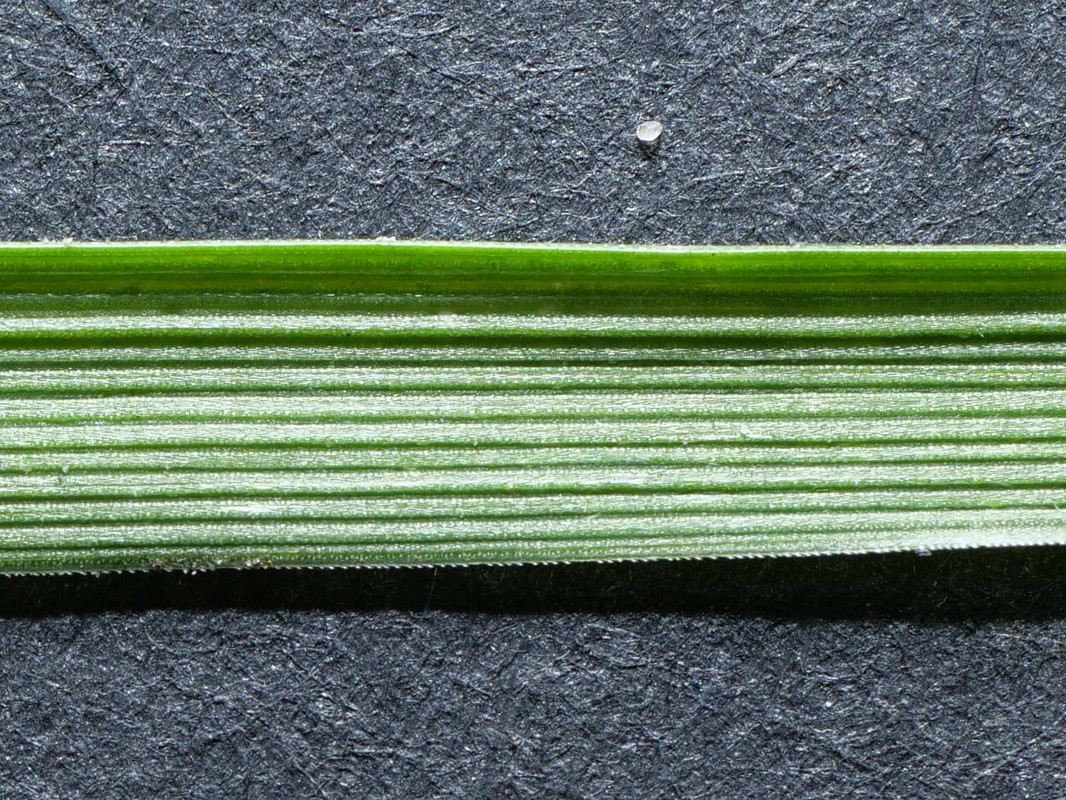 How to distinguish between TTTF and PRG | Lawn Care Forum