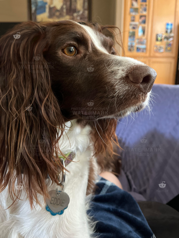 dog01 — Postimages