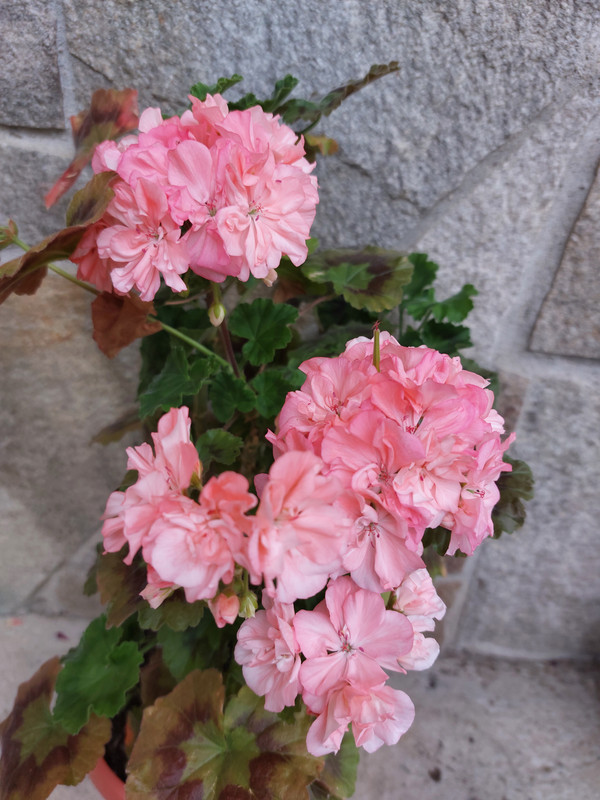 20220623 142045 — Postimages