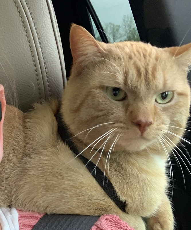 IMG 1862 — Postimages