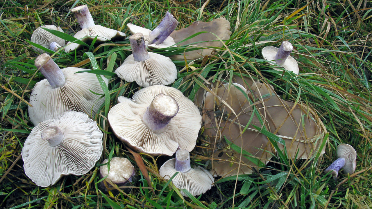 IMG 2137 — Postimages