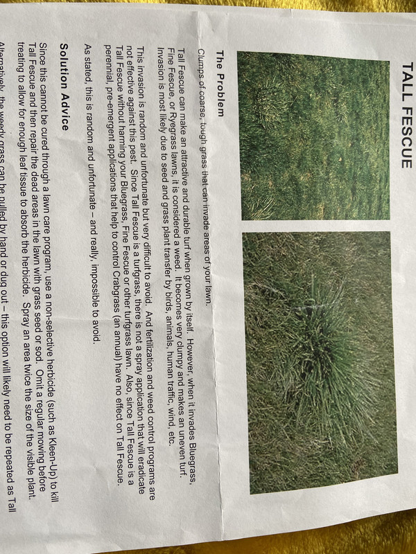 Thick & Tall Dark Green Patches | Lawn Care Forum