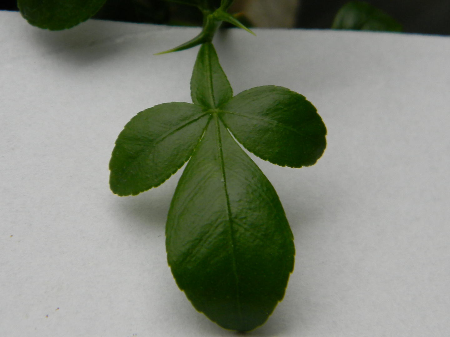 hybrid Dragonstar leaf — Postimages