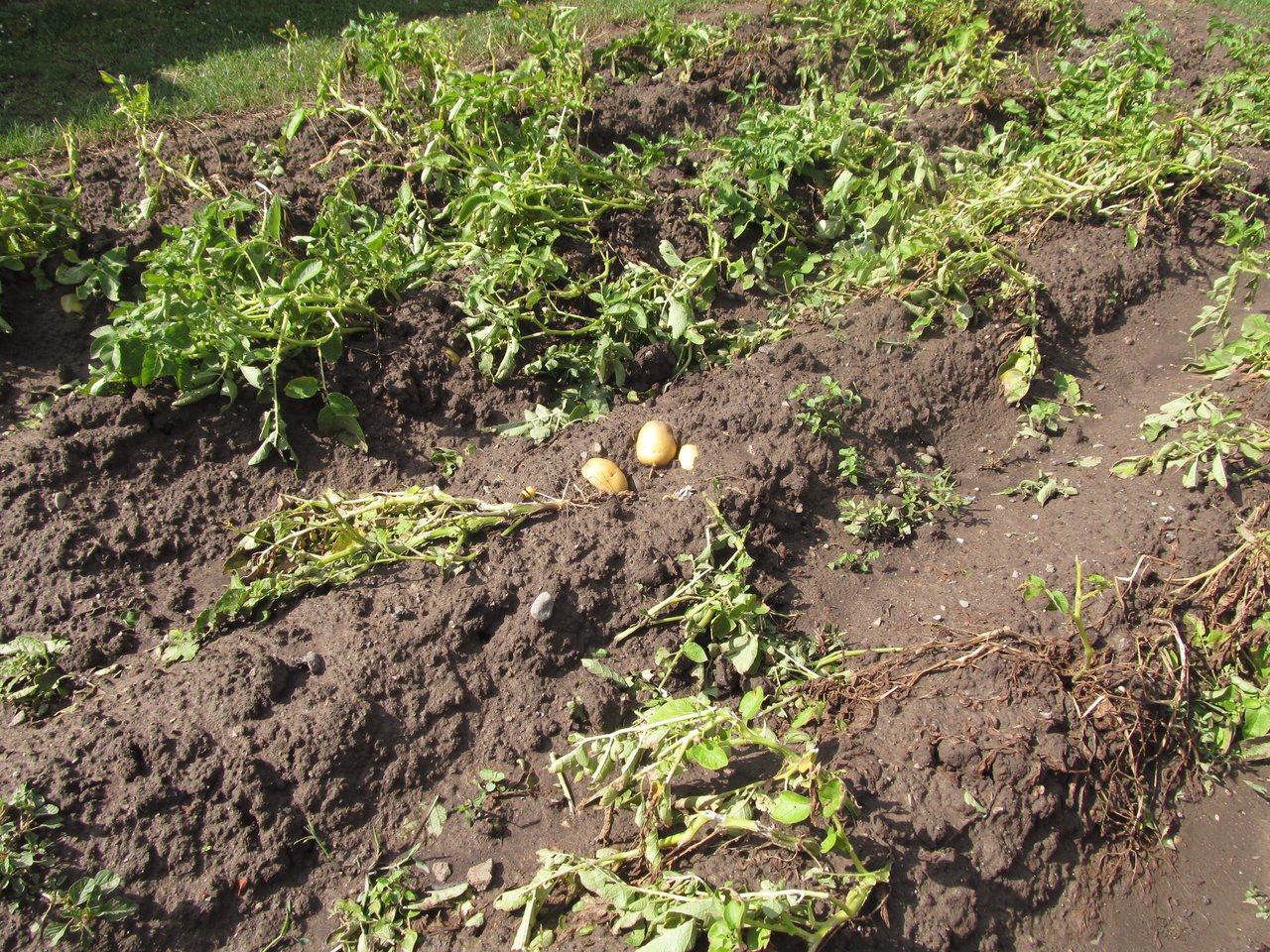 IMG 0289 — Postimages