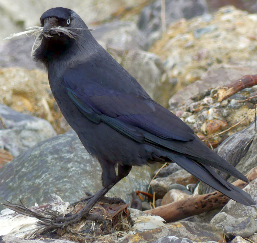 JACKDAW 3 — Postimages