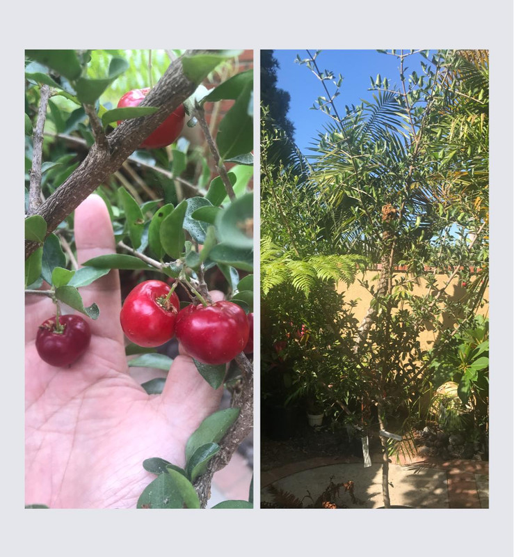 barbados cherry — Postimages