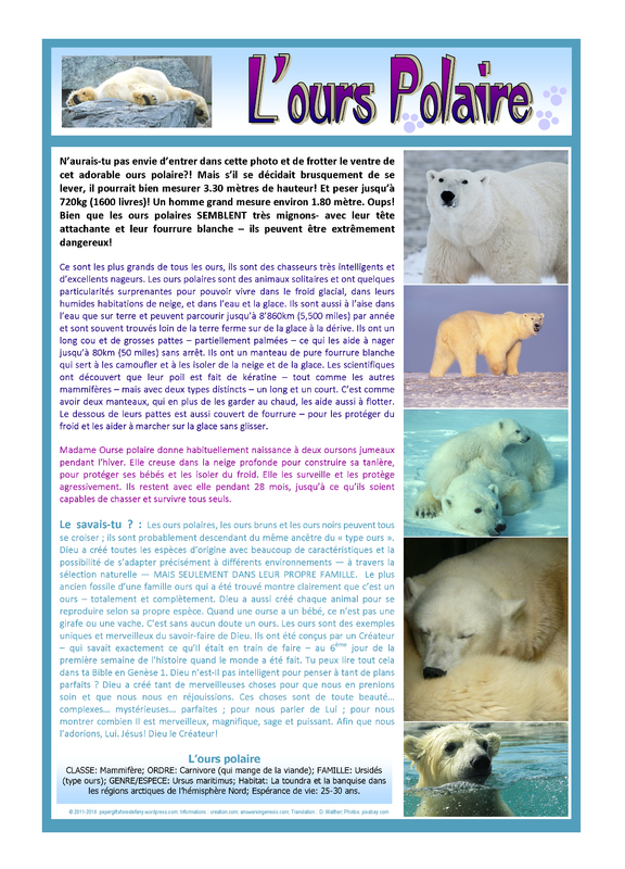 PGFE FRENCH Polar Bear Article A4 — Postimages