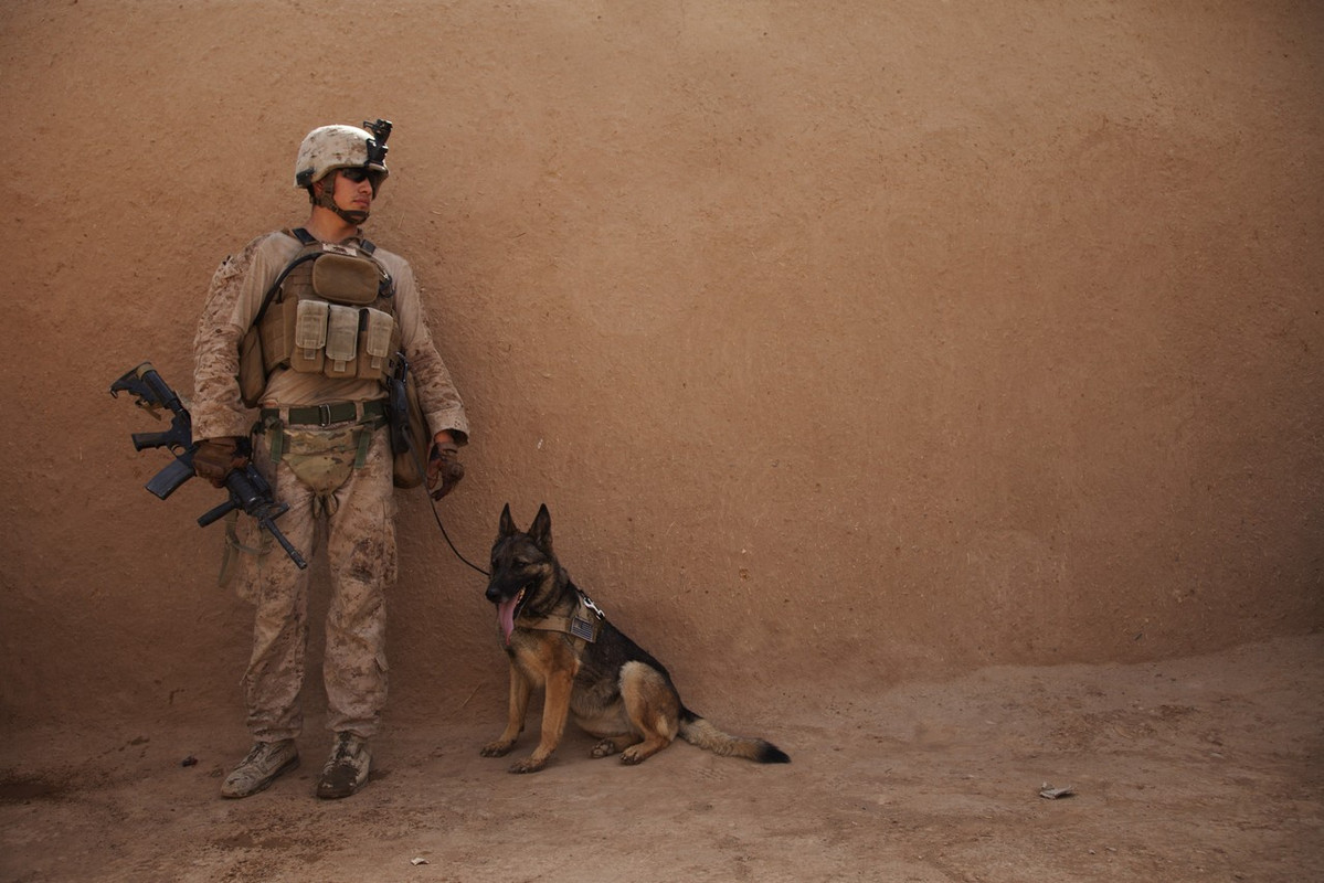 USMC K9 Marine Air Ground Task Force Crisis Response Central Co ...