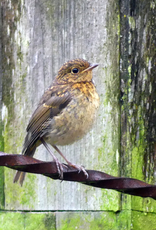 YOUNG ROBIN at JUBILEE 6 140524 — Postimages
