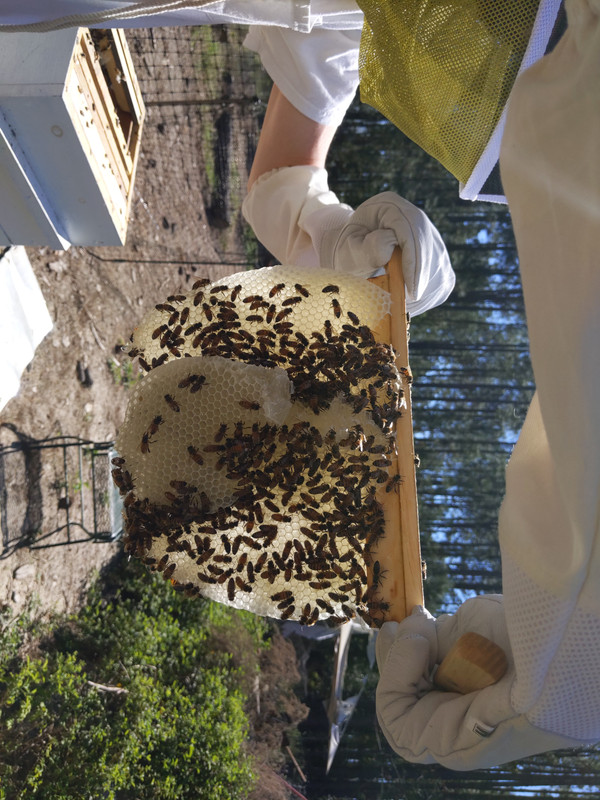 2 weeks from install of package bees | Beesource Beekeeping Forums