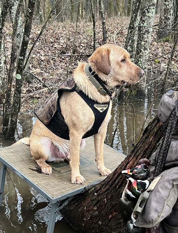 D67 F398 D A586 437 E B638 21907 E4 E7537 — Postimages