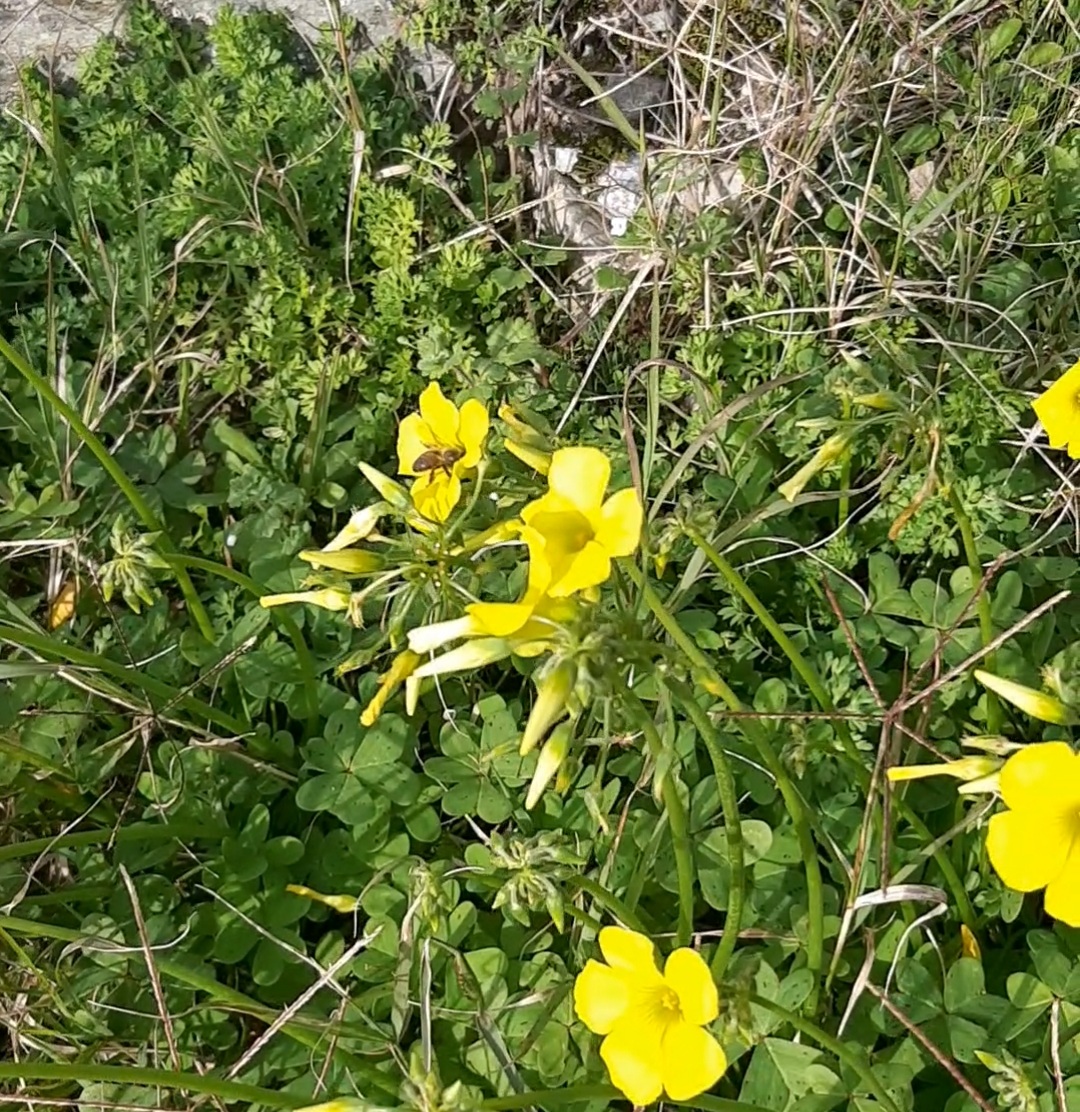 Screenshot 20220106 140331 Gallery — Postimages