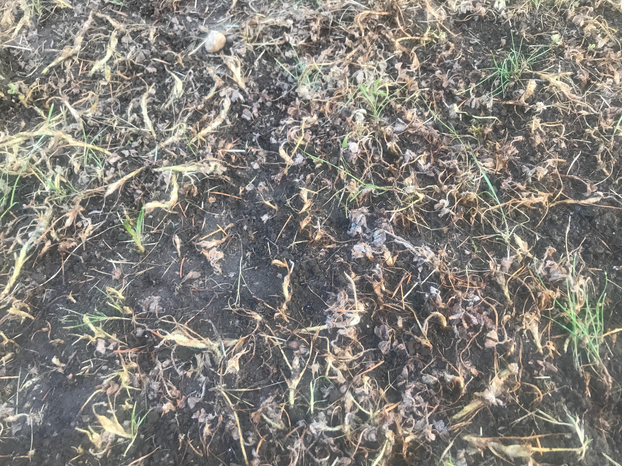 Front Yard 3 — Postimages