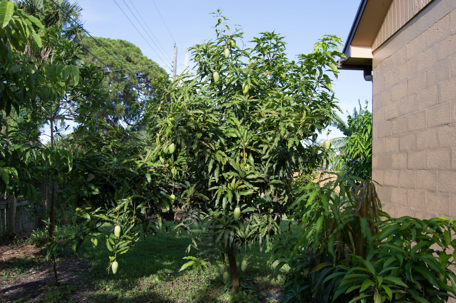 Mango Tree 3 — Postimages