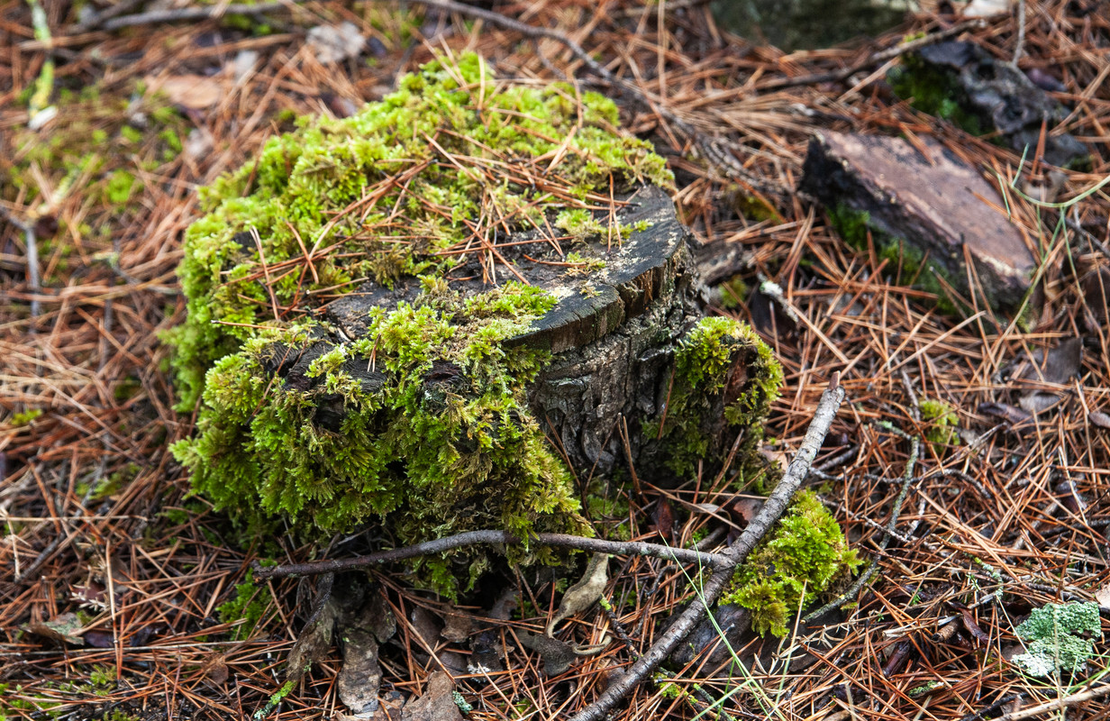 MG 5472 — Postimages