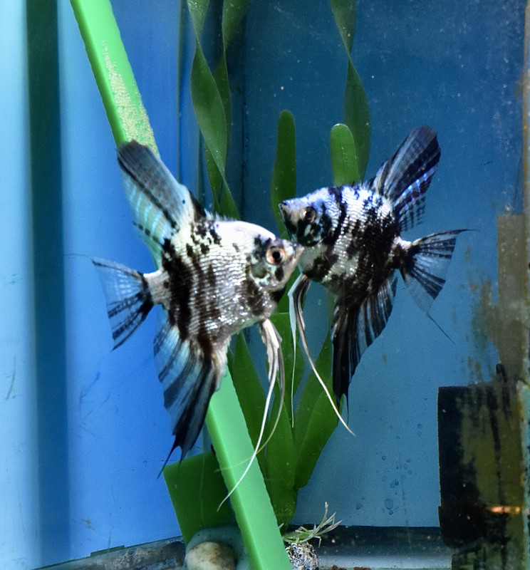 DSC 0027 — Postimages