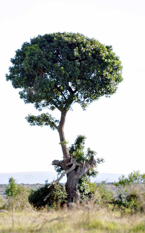 Trees - Page 233 - PentaxForums.com