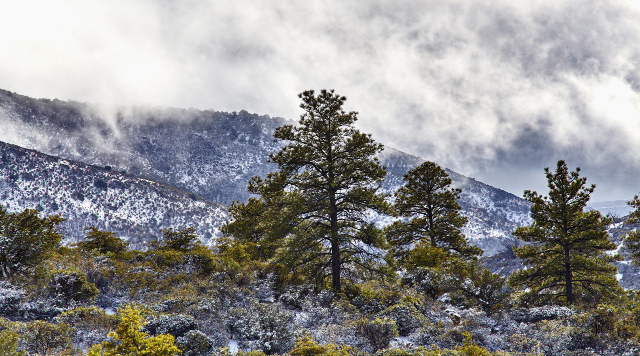 Pine Trees in Snow Covered Mountain dn — Postimages
