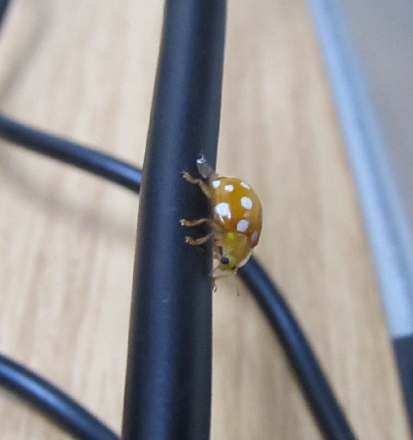 orange beetle — Postimages