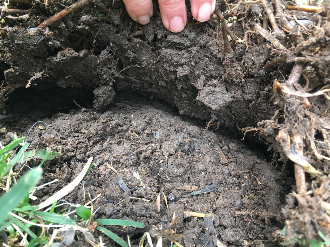 no roots — Postimages