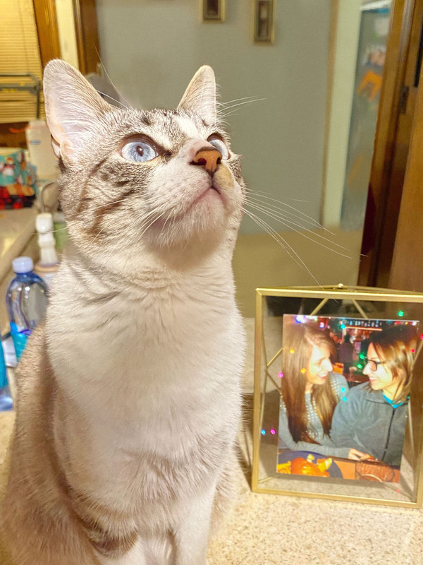 cat stadmign copy 2 — Postimages