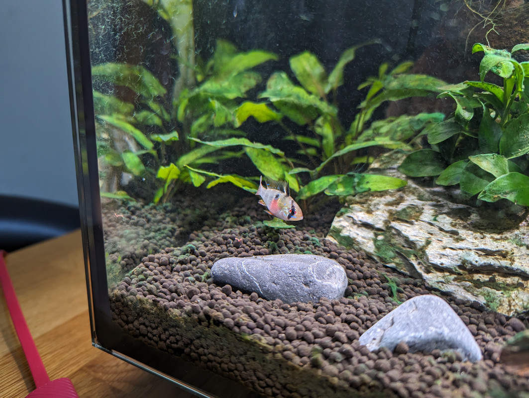 Female Blue Ram Pic 1 — Postimages