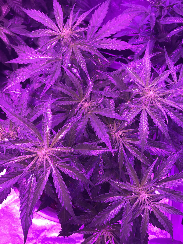 IMG 9783 — Postimages