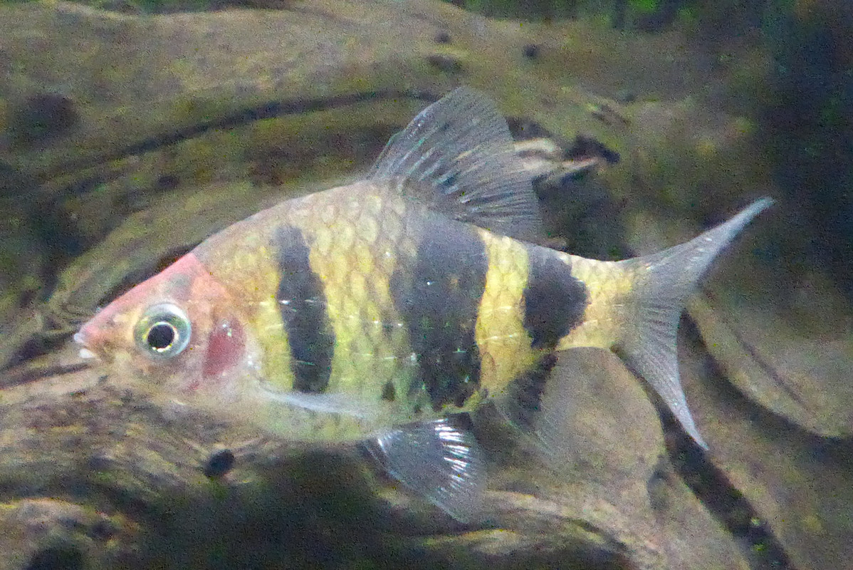 Pethia nigrofasciata Black Ruby Barb — Postimages