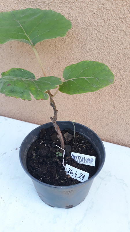 20210930 154721 Postimages