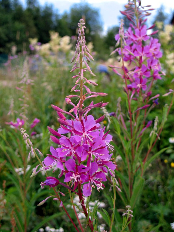 194771885 71ef8e7bed b — Postimages